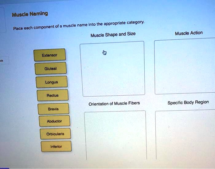 SOLVED: Muscle Naming component of a muscle name into the appropriate ...