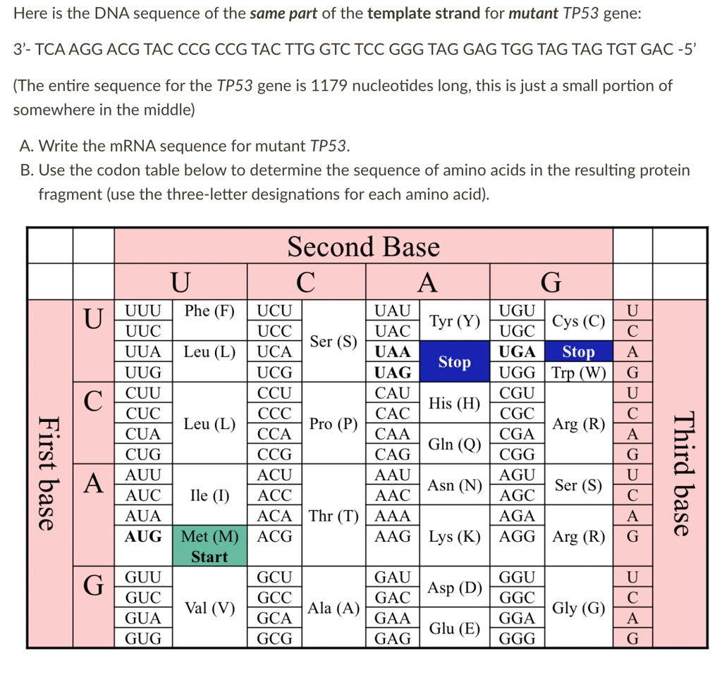 SOLVED: Texts: Here is the DNA sequence of the same part of the ...