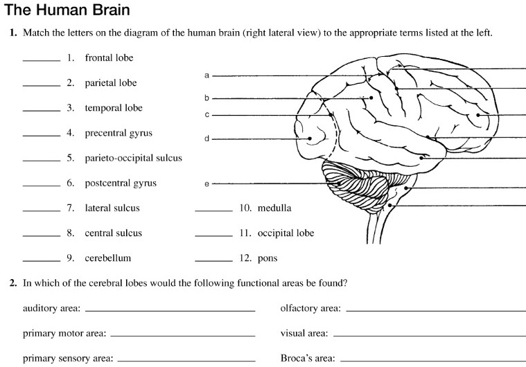 the human brain match the letters on the diagram of the human brain ...