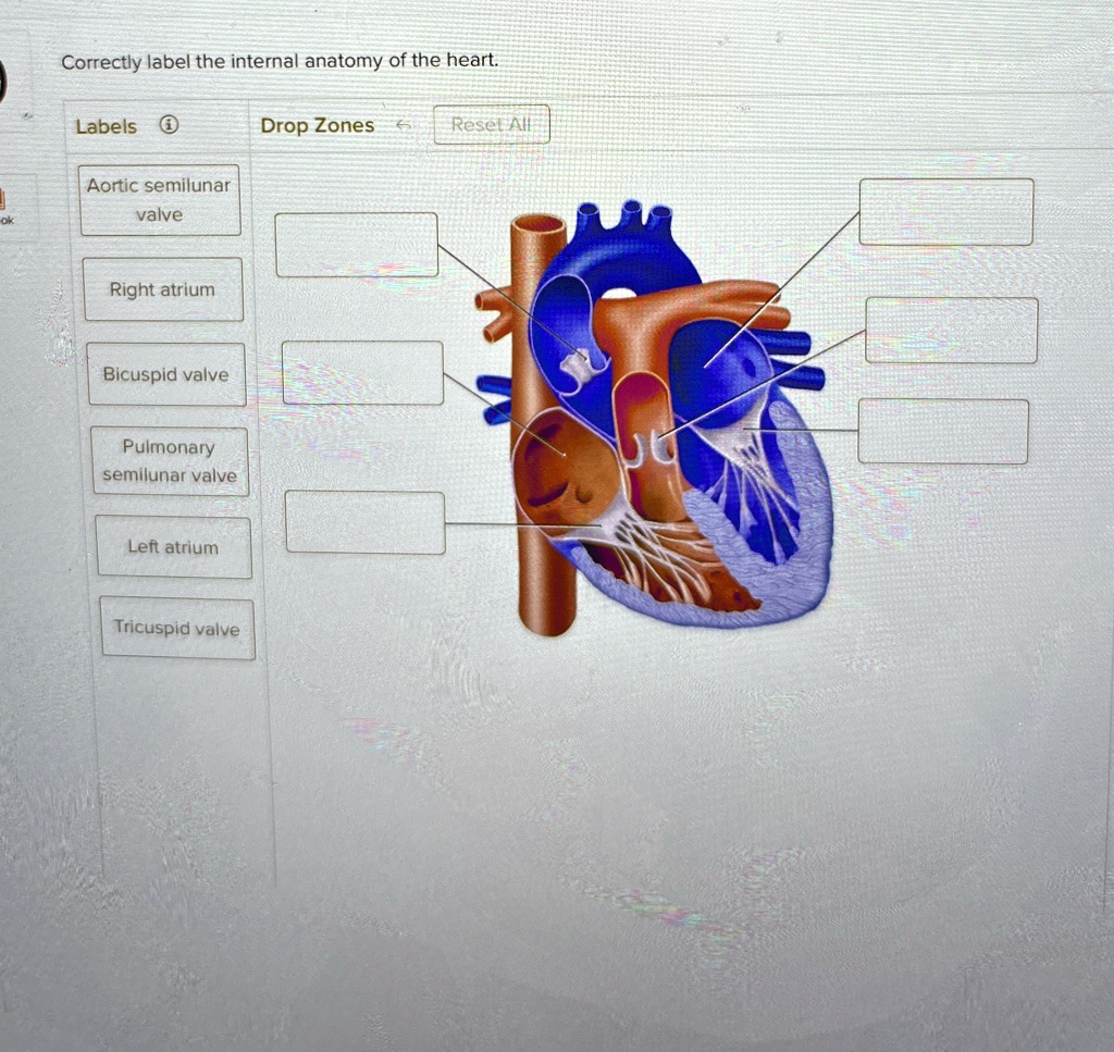 Correctly label the internal anatomy of the heart. Labels Drop Zones ...