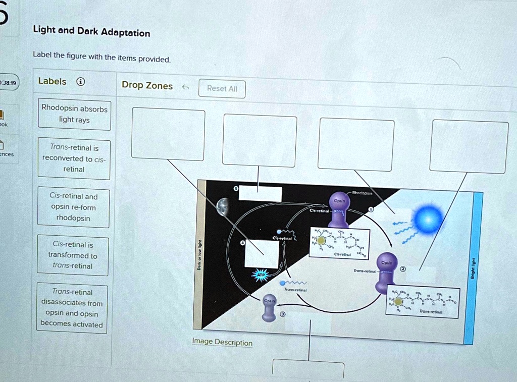 Light and Dark Adaptation Label the figure with the items provided ...