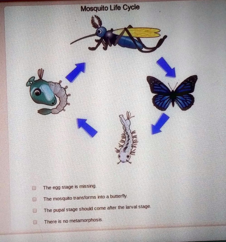 SOLVED: 'identify the errors in the image Mosquito Life Cycle The egg ...