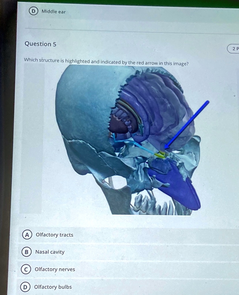 SOLVED: 'Middle ear Question 5 2 P Which structure iS highlighted and ...