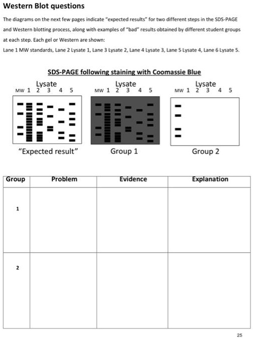 Western Blot questions The diagrams on the next few pages indicate ...
