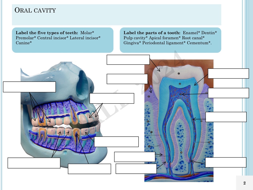 ORAL CAVITY Label the five types of teeth: Molar* Premolar* Central ...