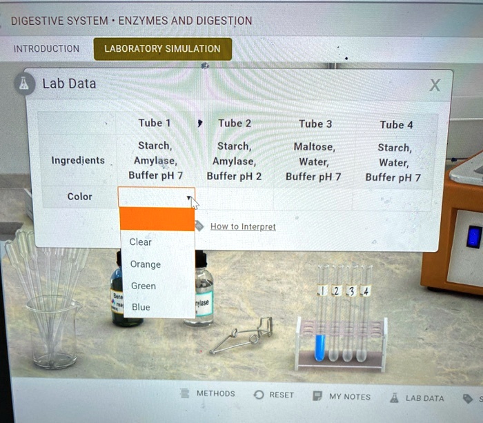 Solved Digestive System Enzymes And Digestion Introduction Laboratory 4199