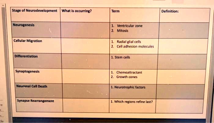 Stage of Neurodevelopment What is occurring? Term Definition ...