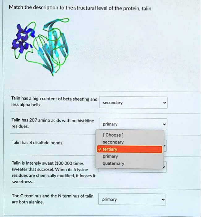SOLVED: Match the description to the structural level of the protein ...