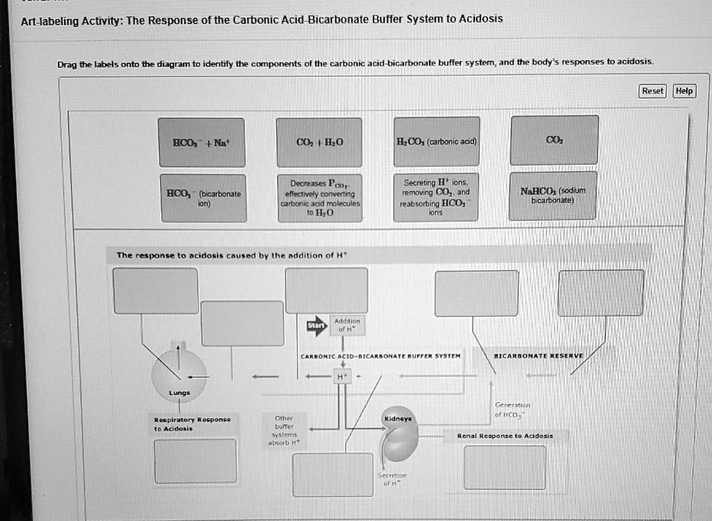 Art-labeling Activity: The Response of the Carbonic Acid-Bicarbonate ...