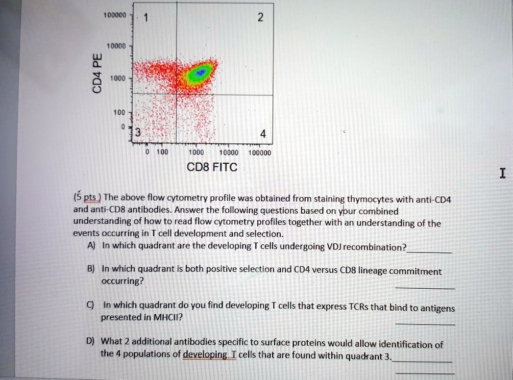 Text: 100000 10000 8 1000 100 100 000 10000 10000 CD8 FITC (5 pts The ...