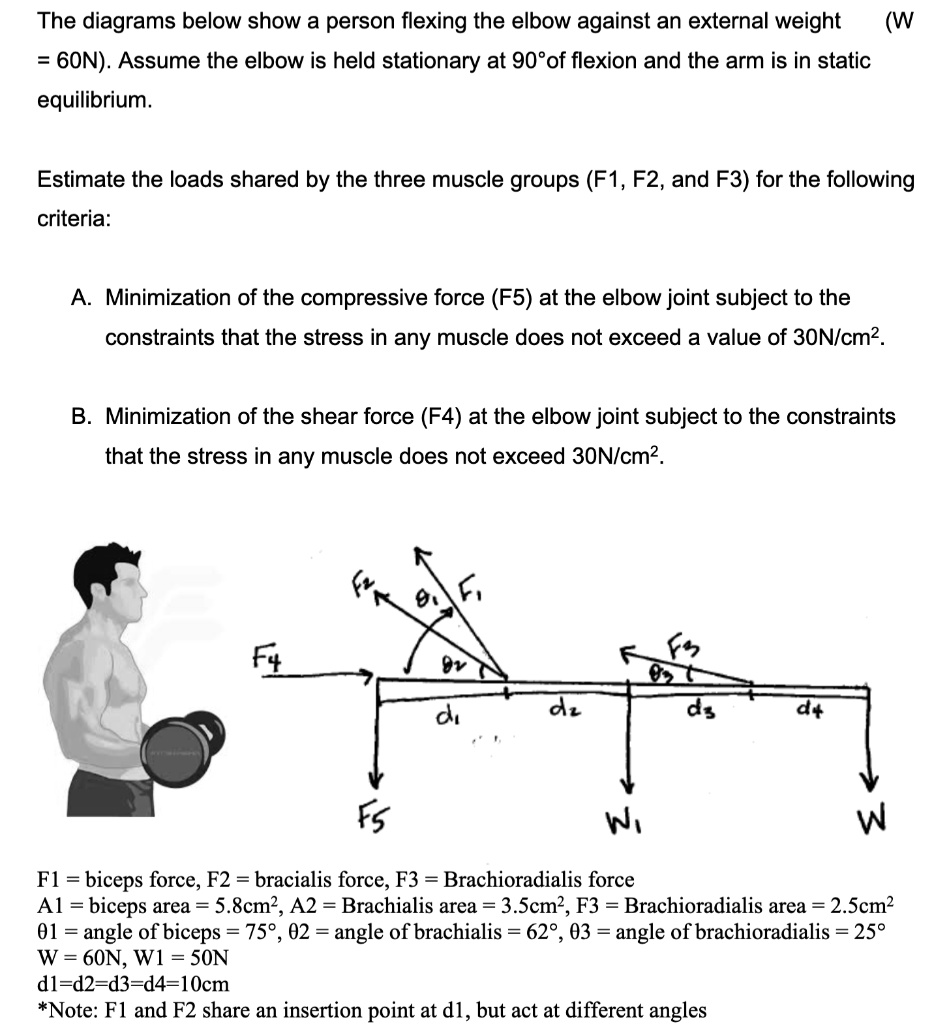 [GET ANSWER] The diagrams below show a person flexing the elbow against ...