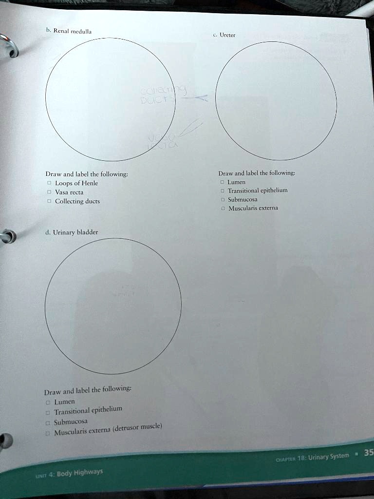 SOLVED: Renal medulla Ureter DUOD Draw and label the following: Loops ...