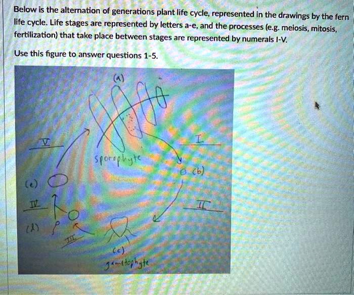Below is the alternation of generations plant life cycle, represented ...