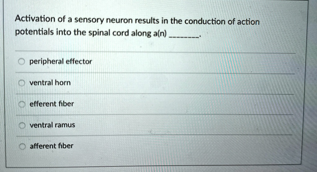 activation of a sensory neuron results in the conduction of action ...