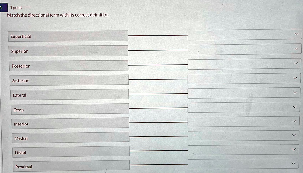 SOLVED: 11 point Match the directional term with its correct definition ...