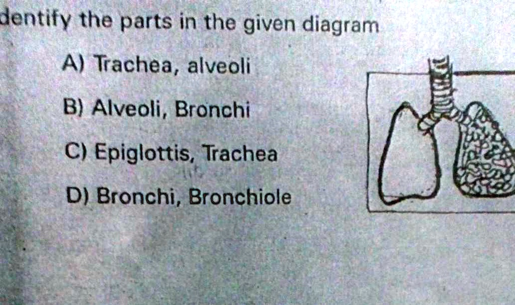 SOLVED: Identify the parts in the given diagram: A) Trachea, alveoli B ...