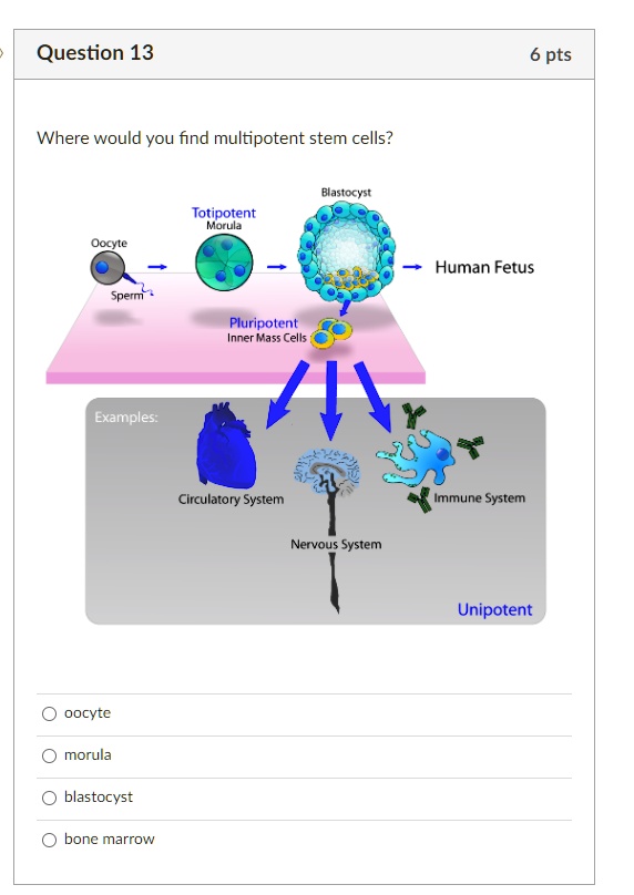 Where would you find multipotent stem...