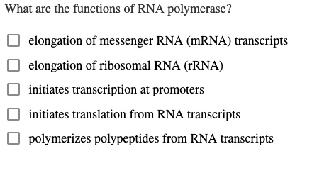 SOLVED: What are the functions of RNA polymerase? elongation of ...