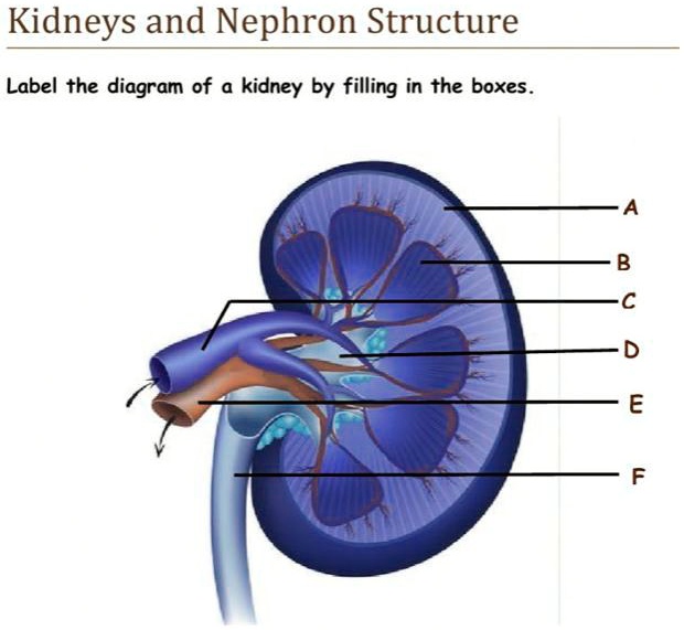 Kidneys and Nephron Structure Label the diagram of a kidney by filling ...