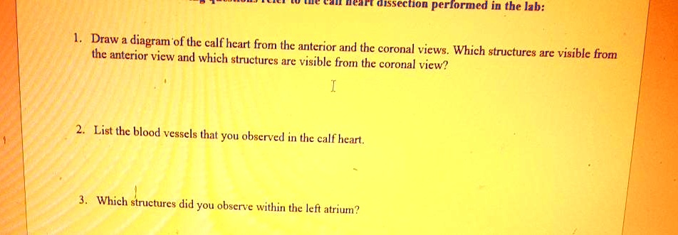SOLVED: Draw a diagram of the calf heart from the anterior and the ...