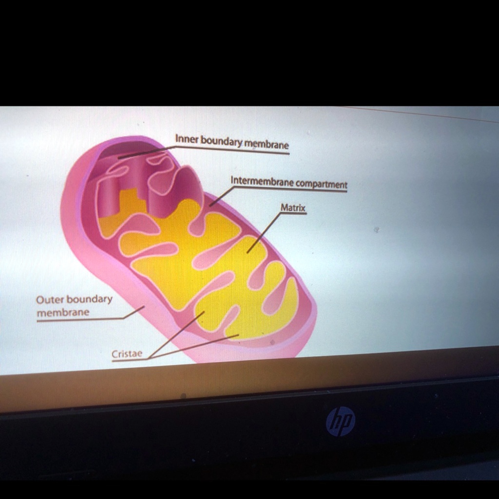 SOLVED: 'Which part of the cell does this illustration represent? A ...
