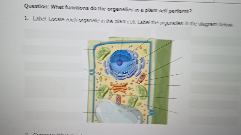question what functions do the organelles in a plant cell pefform 1 ...