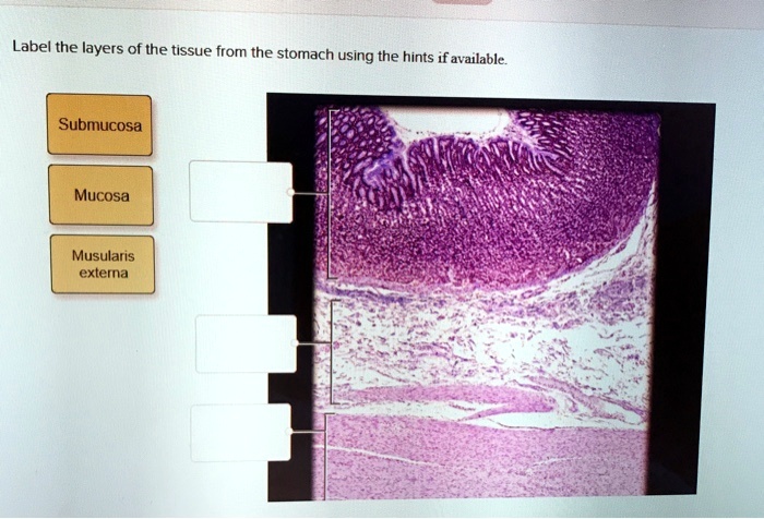 label the layers of the tissue from the stomach using the hints ifavailable submucosa mucosa ...