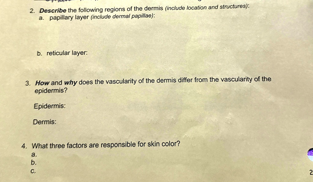2 describe the following regions of the dermis include location and ...