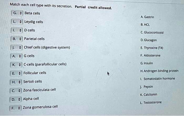 SOLVED: Match each cell type with its secretion. Partial credit allowed: Beta cells - Insulin ...