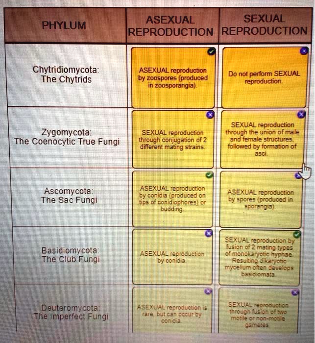 asexual sexual phylum reproduction reproduction chytridiomycota the ...