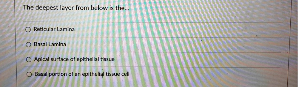 The deepest layer from below is the... Reticular Lamina Basal Lamina ...