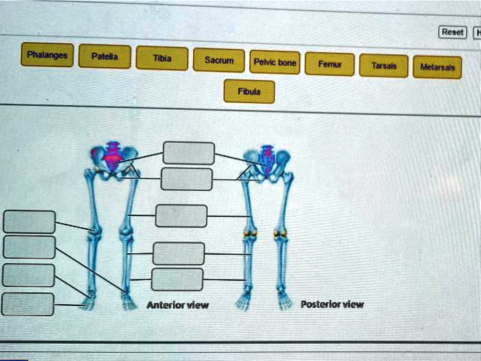 SOLVED: Phalanges Patella Tibia Sacrum Pelvic bone Femur Tarsals Metatarsals Fibula Anterior ...