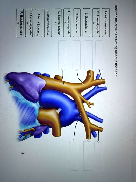 SOLVED: R. Brachiocephalic, R. External jugular, L. Internal jugular ...
