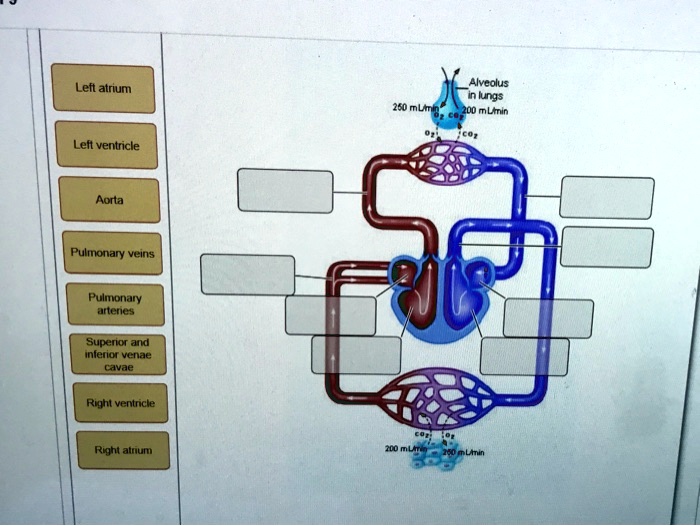 SOLVED: Left atrium Alveolus Lungs 200 mL 20 mL Left ventricle Aorta Pulmonary veins Pulmonary ...