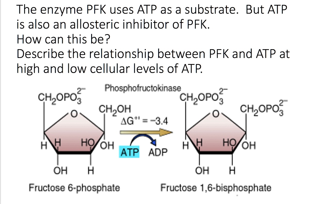 SOLVED: The enzyme PFK uses ATP as a substrate. But ATP is also an ...