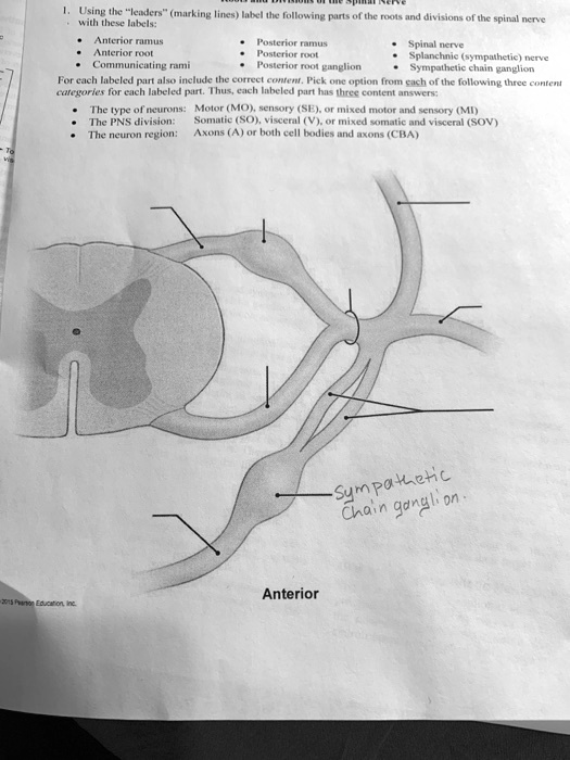 1. Using the "leaders" (marking lines) label the following parts of the ...