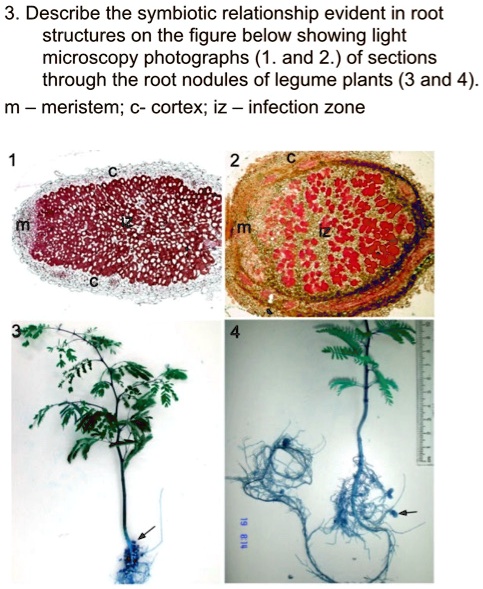 SOLVED: 3. Describe the symbiotic relationship evident in root ...