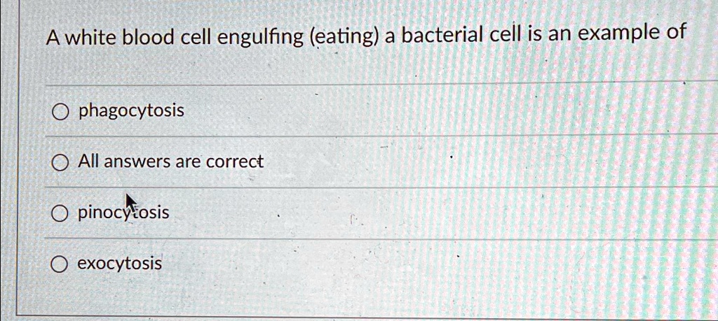 SOLVED: A white blood cell engulfing (eating) a bacterial cell is an ...