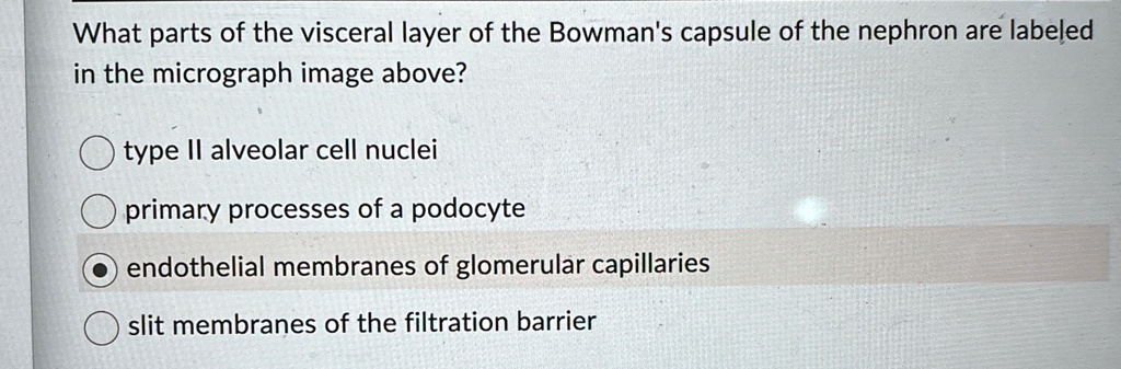 What parts of the visceral layer of the Bowman's capsule of the nephron ...