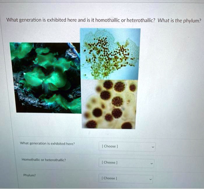 what generation is exhibited here and is it homothallic or ...