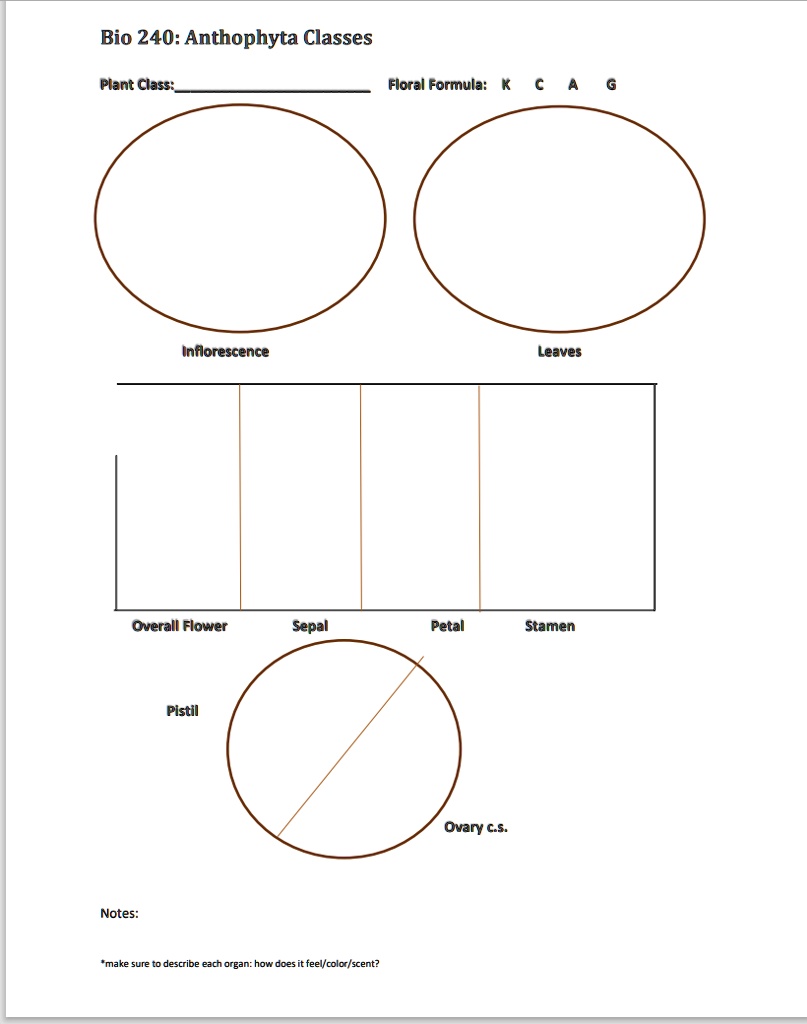Phylum Anthophyta Class Monocotyledones