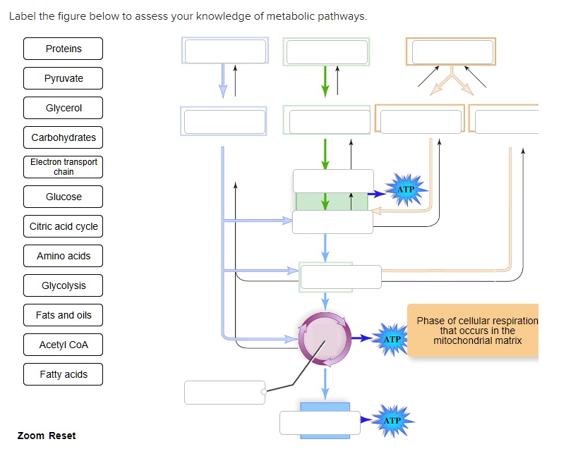 Identify The Metabolic Components Pictured In The Diagram. S Identify The Metabolic Components Pictured In The Diagram. S