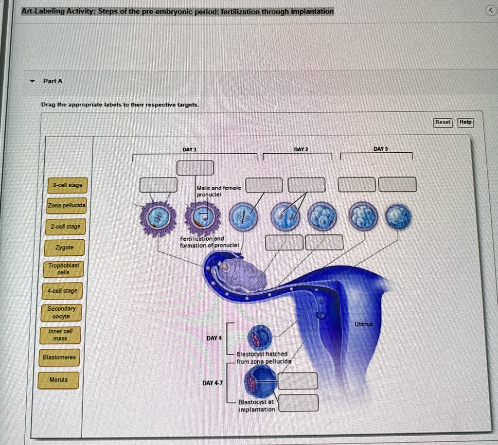 Art-Labeling Activity: Steps of the Pre-Embryonic Period: Fertilization ...