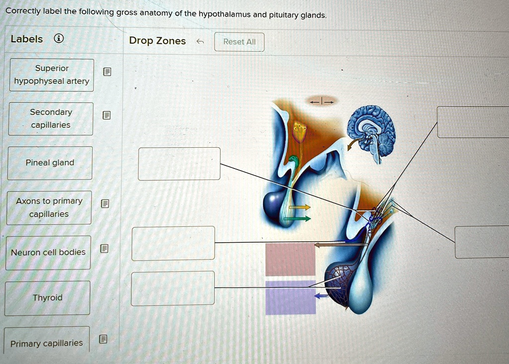 correctly label the following gross anatomy of the hypothalamus and ...