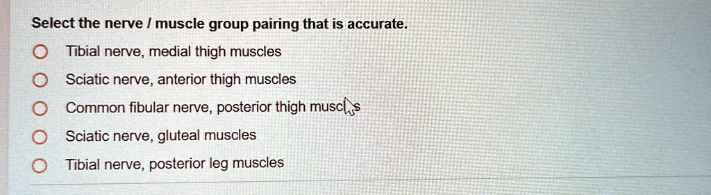 Select the nerve / muscle group pairing that is accurate. Tibial nerve ...