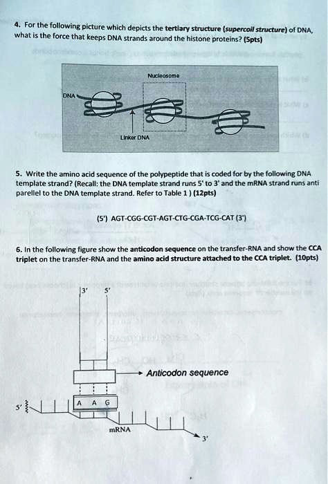 4. For the following picture which depicts the tertiary structure ...