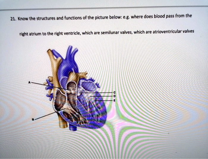 Function Of The Atrioventricular And Semilunar Valves