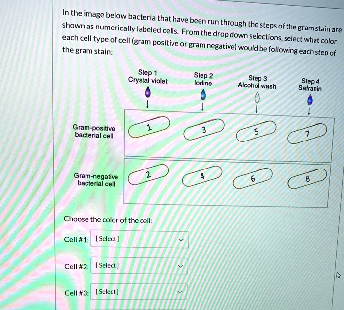 inthe image below bacteria shown that have been run through the steps ...