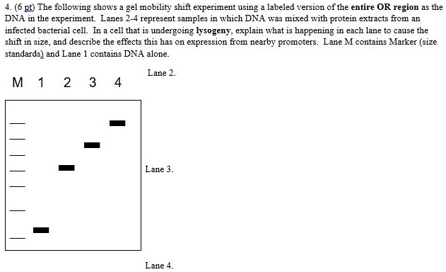 6 pt the following bnoitis gel mobility shift experiment using labeled ...