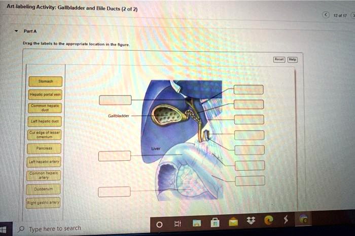 Art-labeling Activity: Gallbladder and Bile Ducts (2 of 2) Part A Drag ...